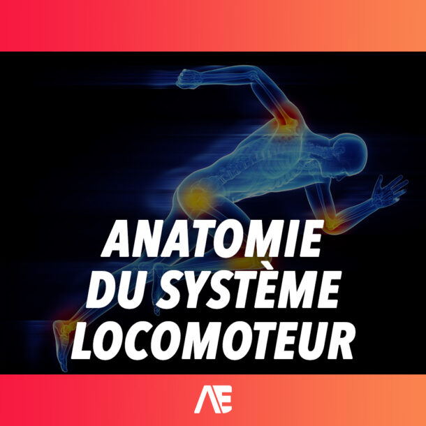 Anatomie du système locomoteur - ACADÉMIE DES ENTRAÎNEURS